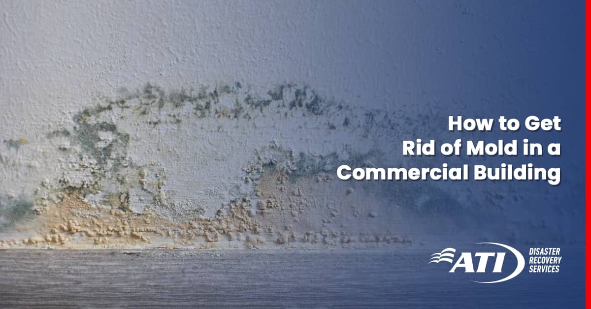 Commercial Building Mold Remediation & Removal