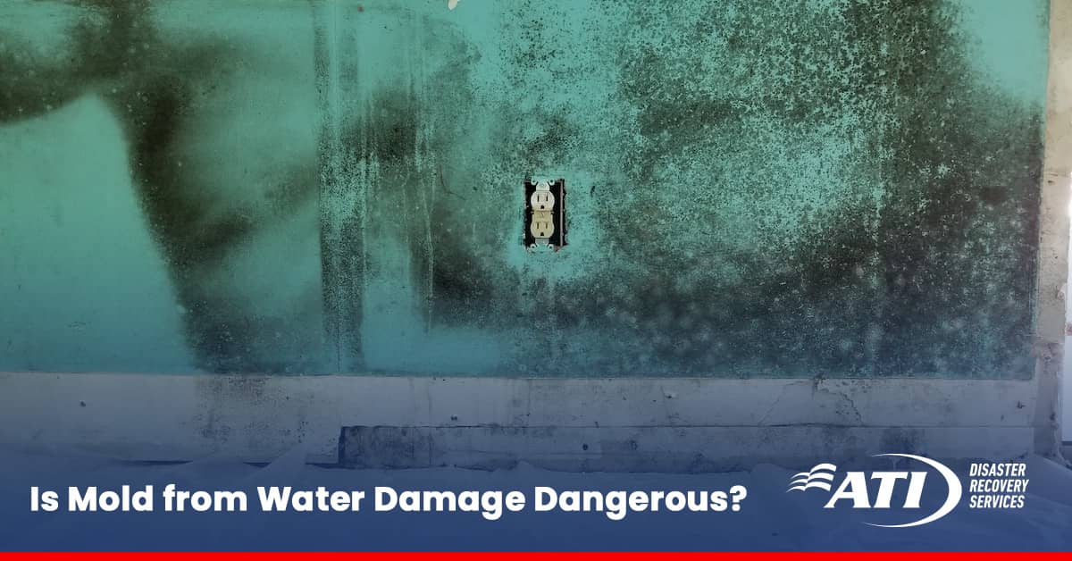 Mold After Water Damage: Is It Dangerous?